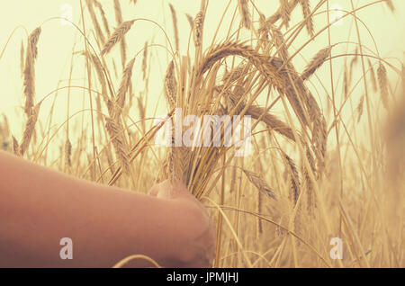 Hands gently pat the spikelets of wheat on a summer day Stock Photo - Alamy