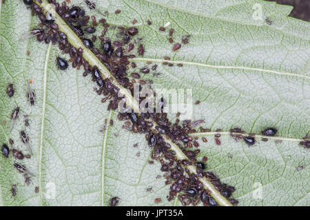 Cherry tree leaves infested with aphids. A lot of harmful aphids on ...