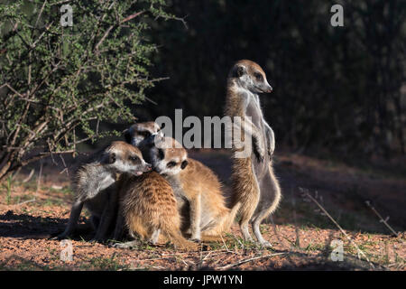 Meerkats (Suricata suricatta) grooming, Kgalagadi Transfrontier Park ...