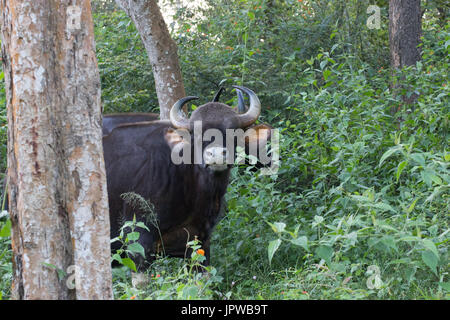 Gaur (Bos gaurus), male, Nilgiri mountains, Western Ghats, South India ...