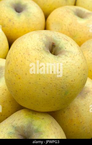Apple 'Chantecler' - Obtention INRA Angers Stock Photo - Alamy
