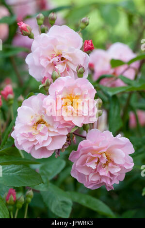 Rose (Rosa Cornelia), Rosaceae Stock Photo - Alamy
