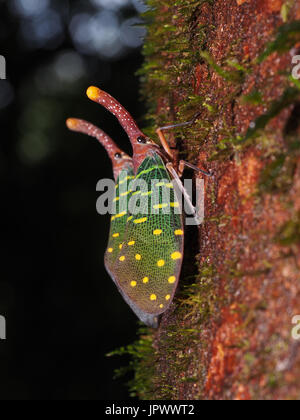 Blue-winged Lanternfly (Pyrops intricata), Sarawak, Borneo, Gunung ...