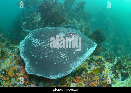 Short-tail Stingray or Smooth Stingray (Dasyatis brevicaudata Stock ...