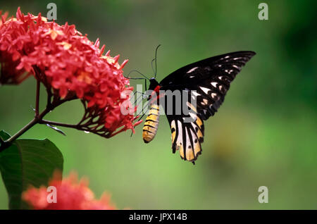 Queen Alexandra's Birdwing (Ornithoptera alexandrae) is the largest ...