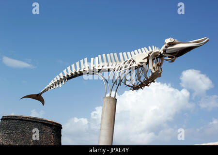 Whale natural skeleton, Cuvier's beaked whale (Ziphius cavirostris ...