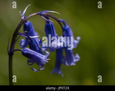 Razor Bill Marwick Head Orkney Stock Photo - Alamy
