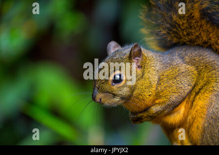 Bangs's mountain squirrel - Poas Volcano Costa Rica Stock Photo ...