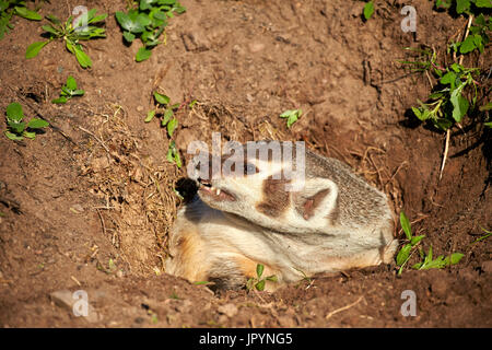 United States, Minnesota, American badger (Taxidea taxus Stock Photo ...