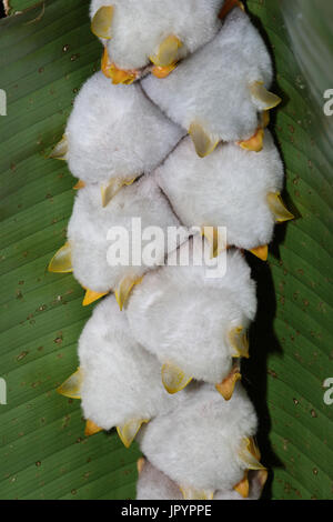 Honduran white bats under a leaf - Costa Rica Stock Photo - Alamy