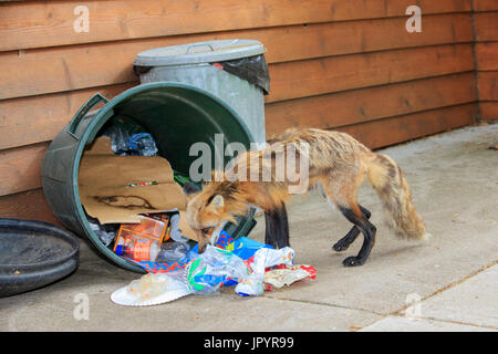 Red fox rummaging through a waste bin - Minnesota USA Stock Photo ...