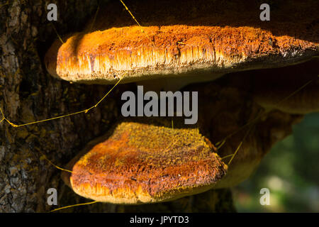 Inonotus hispidus fungus on an oak tree Stock Photo - Alamy