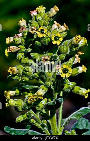 Aztec tobacco / wild tobacco (Nicotiana rustica) plants in field Stock ...