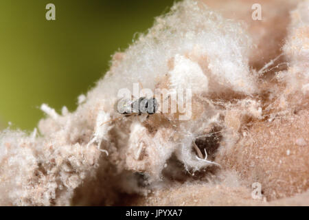 Parasitoid (Allotropa burelli) parasite of mealybug (Pseudococcus ...