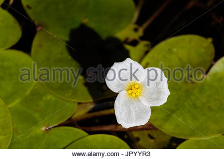 Common Frogbit / European Frogbit (Hydrocharis morsus-ranae) in pond ...