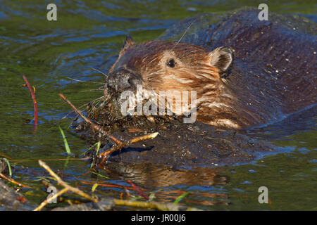 A wet adult beaver carrying a load of sticks up on his dam to stop a ...