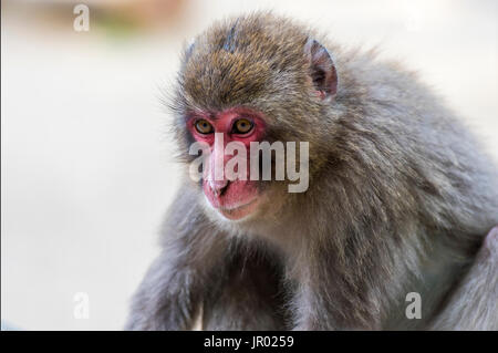 Japanese Macaque Monkeys at Beppu Monkey Park, Kyushu, Japan Stock ...