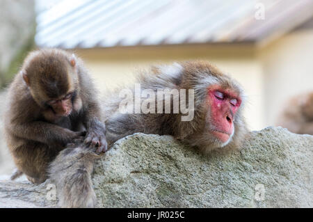 Japanese Macaque Monkeys at Beppu Monkey Park, Kyushu, Japan Stock ...