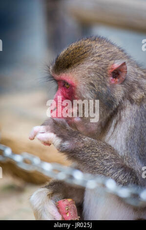 Japanese Macaque Monkeys at Beppu Monkey Park, Kyushu, Japan Stock ...