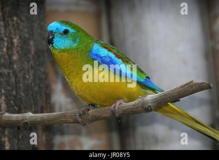 Australian Turquoise parrot (Neophema pulchella), a.k.a. Beautiful ...