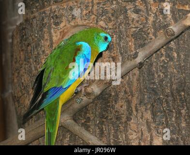 Perching Australian Turquoise parrot (Neophema pulchella), a.k.a ...