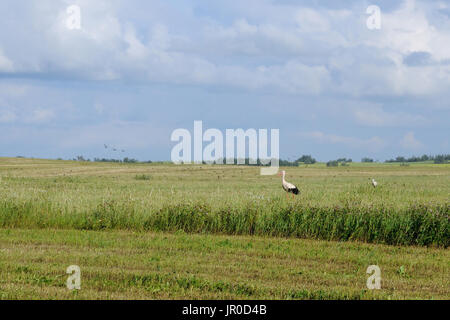 Storks are feeding during the harvest, Republic of Belarus Stock Photo ...
