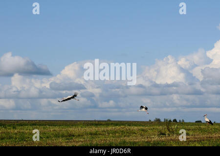 Storks are taking off during the harvest, Republic of Belarus Stock ...