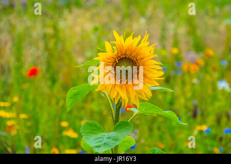 Sunflowers in the wind - beautiful picture Stock Photo - Alamy