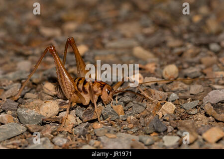 Spotted camel cricket Stock Photo - Alamy