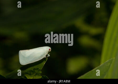 Tiny red-eyed leaf-hopper Stock Photo - Alamy