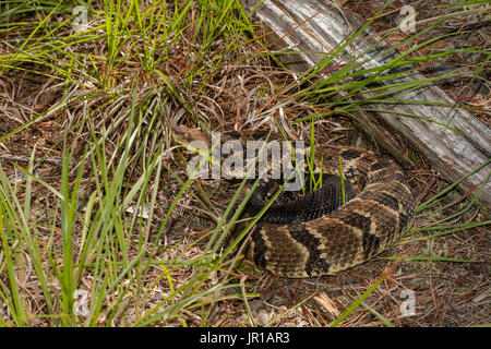 timber rattlesnake in the grass - Crotalus horridus Stock Photo ...