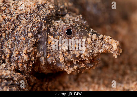 Portrait of Malayan softshell turtle (Dogania subplana). Borneo ...