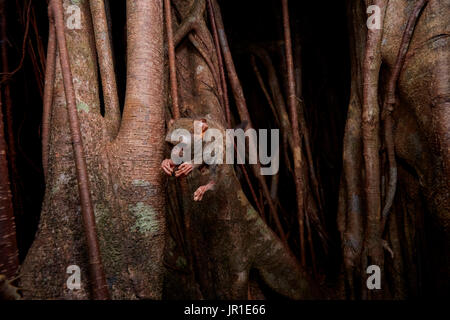Spectral Tarsier (Tarsius tarsier) jumping on a grasshopper, Tangkoko ...