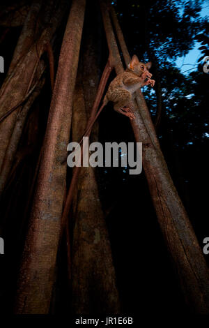 Spectral Tarsier (Tarsius tarsier) jumping on a grasshopper, Tangkoko ...