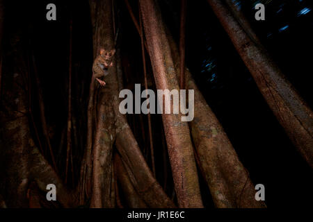 Spectral Tarsier (Tarsius tarsier) jumping on a grasshopper, Tangkoko ...