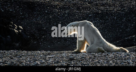 A very skinny Polar Bear (Ursus maritimus) jumping on thin ice Stock ...