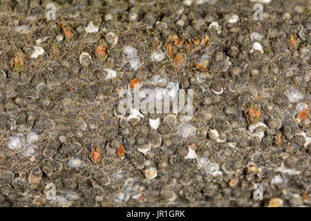 San Jose scale (Diaspidiotus perniciosus), infestation on the trunk of ...