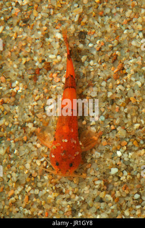 Orange-banded hillstream catfish (Akysis vespa) in nano aquarium Stock ...