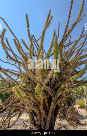 Octopus tree (Didierea madagascariensis), Dunes on the littoral of the ...