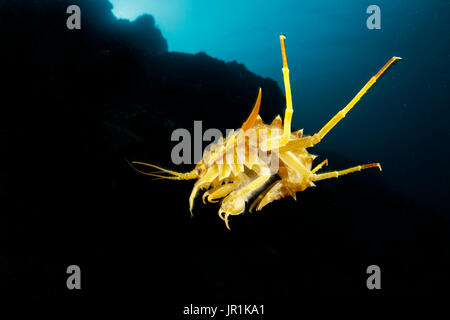Freshwater isopod, Amphipod gammarus (Acanthogammarus victorii), Lake ...