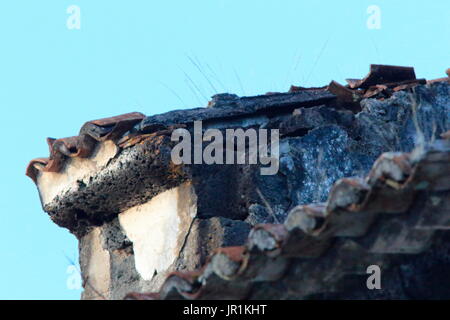 Azores noctule (Nyctalus azoreum), Azores, Portugal Stock Photo - Alamy