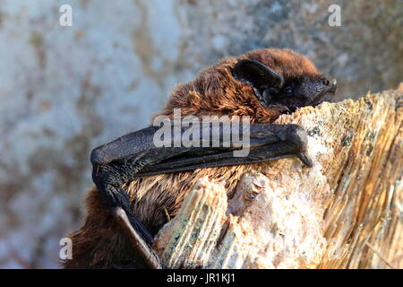 Azores noctule (Nyctalus azoreum), Azores, Portugal Stock Photo - Alamy