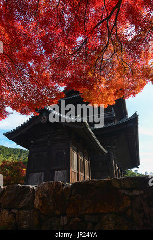 A red Japanese maple tree at an old well hand water pump in Japan in ...