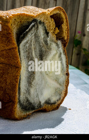 The old mold on the wheat loaf of bread Spoiled food. Mold on food ...
