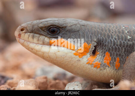Algerian Skink (Eumeces algeriensis), Morocco Stock Photo - Alamy
