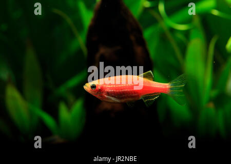 Zebrafish GloFish, genetically modified fluorescent fish Stock Photo ...