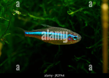 Green neon tetra (Paracheirodon simulans, Hyphessobrycon simulans Stock ...