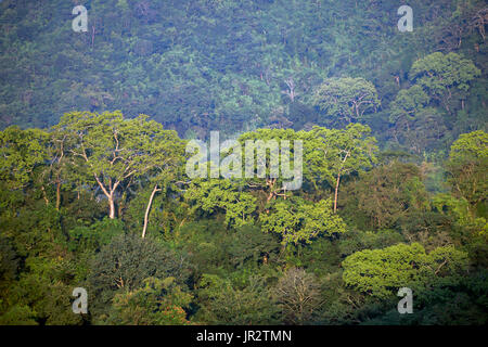 Doyang Hydroelectric Dam, where up to one million birds : Amur falcon ...