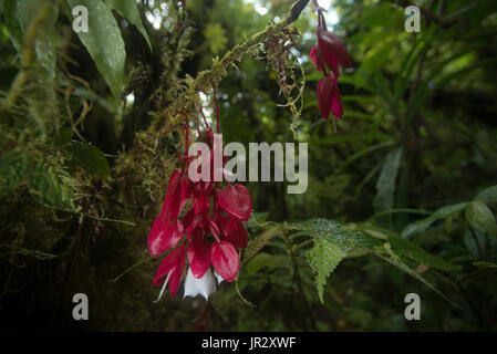 Tagimoucia Flowers,Medinilla waterhousei,Taveuni, Fiji Islands Stock ...