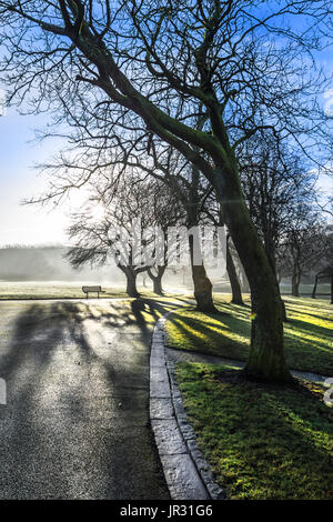 Early Morning Sunshine Tree Shadows, The Parade, Watford, Hertfordshire ...